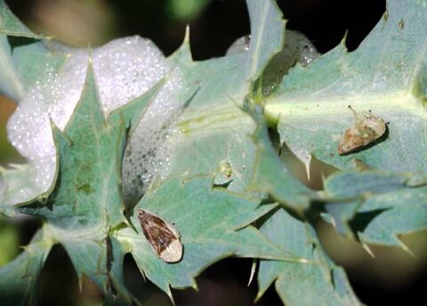 Xylella Fastidiosa | Lo que Debes Saber - Cooperativa Lucena